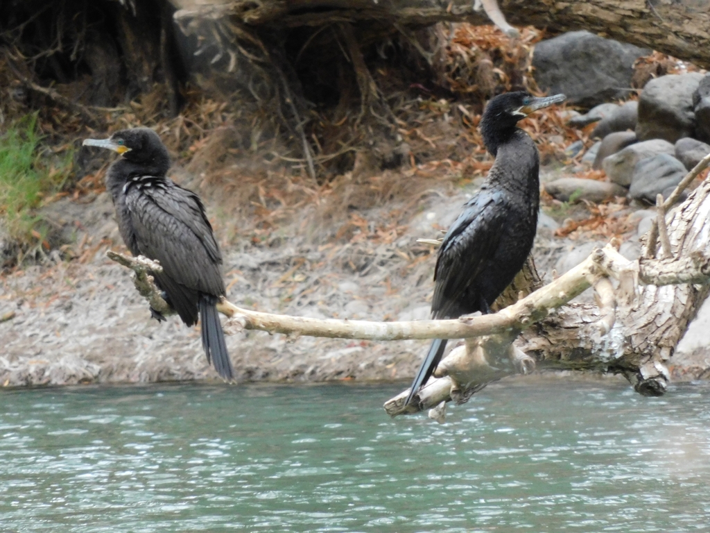 Neotropic Cormorant from 35199 Dgo., México on February 7, 2022 at 10: ...