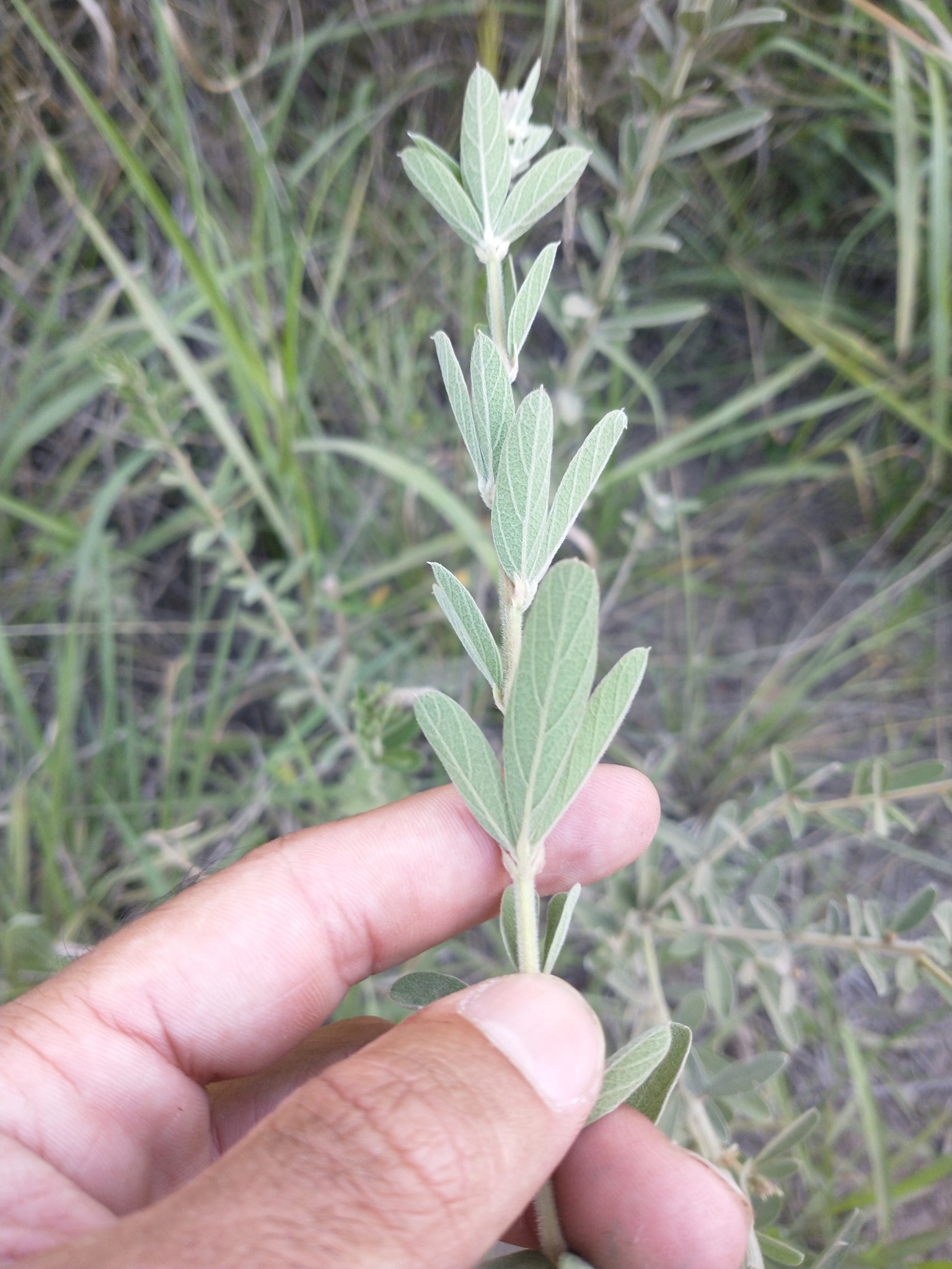 Desmodium cuneatum Hook. & Arn.