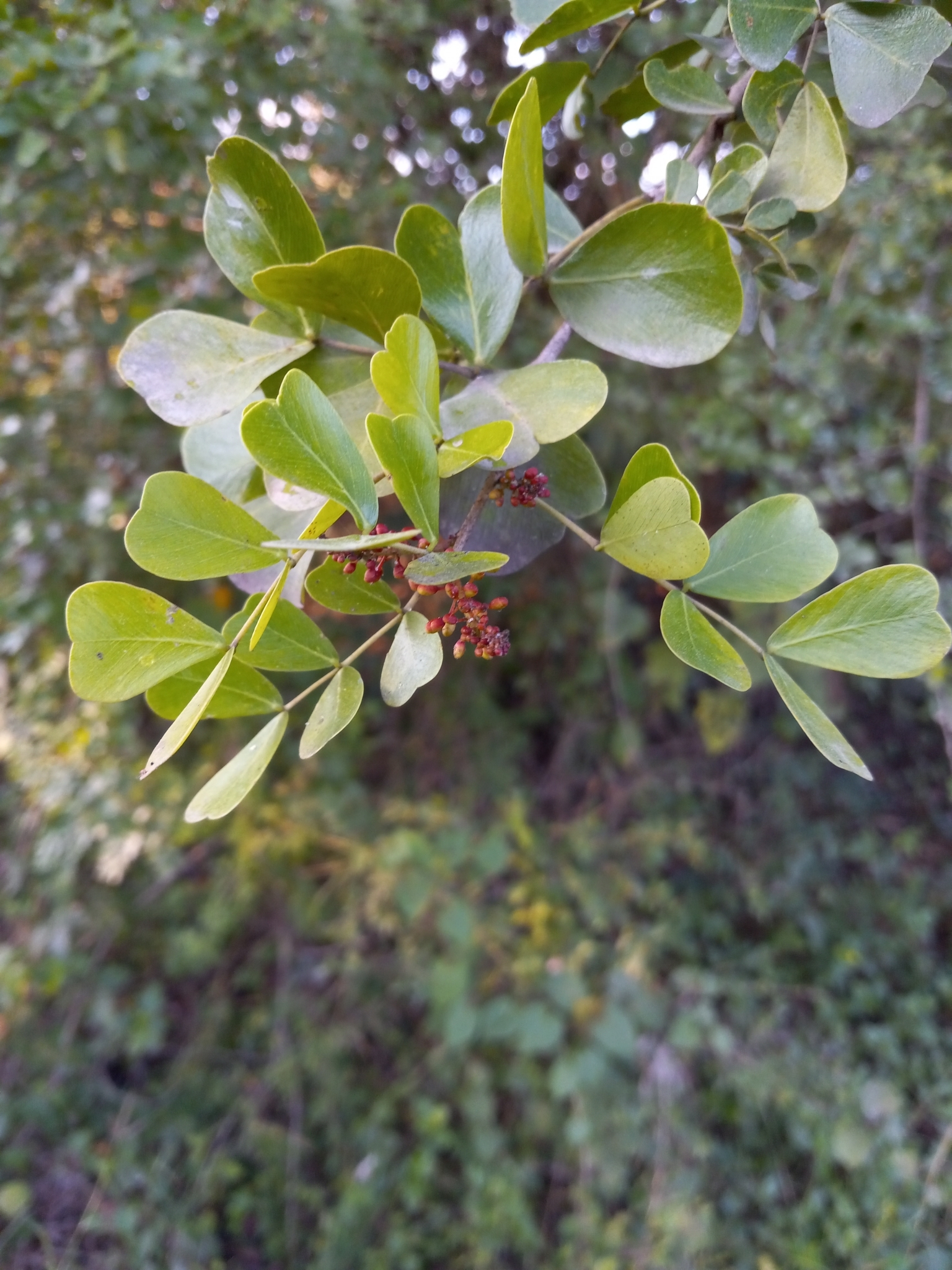 Haematoxylum campechianum L.