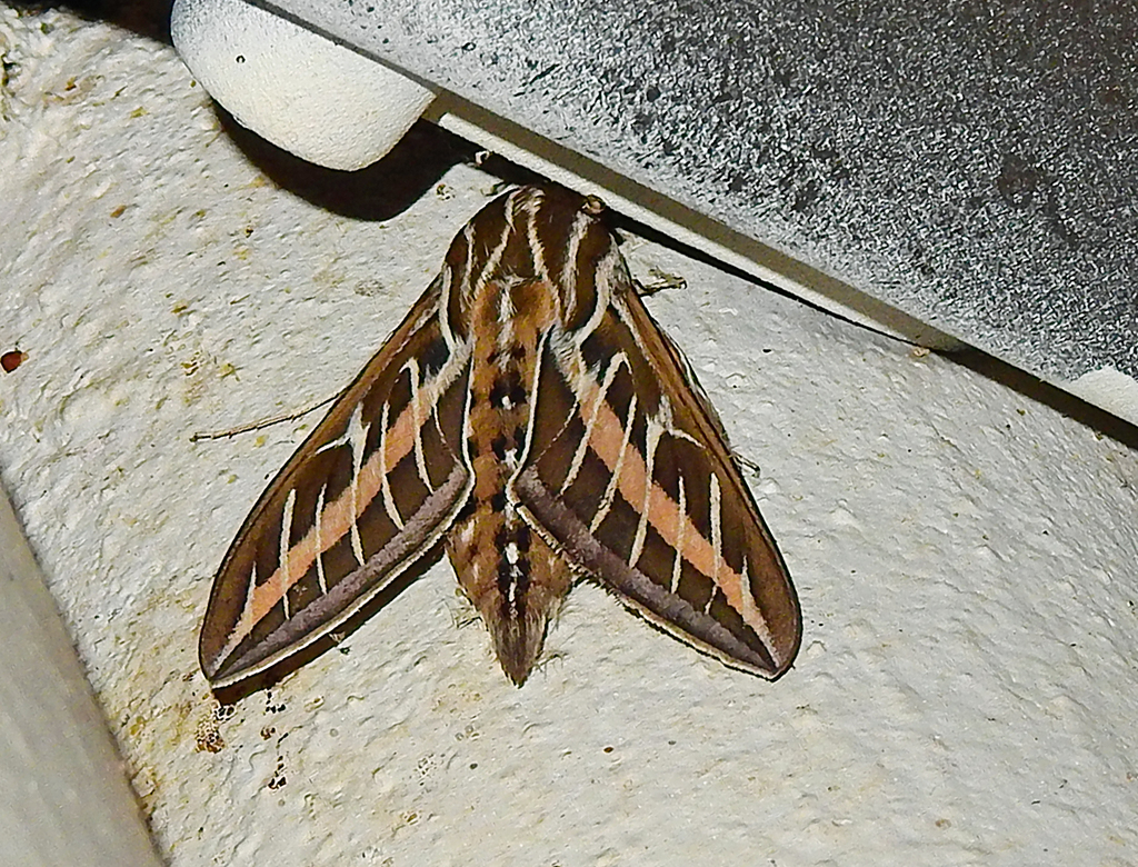 White-lined Sphinx from Santa Ana National Wildlife Refuge Visitor ...