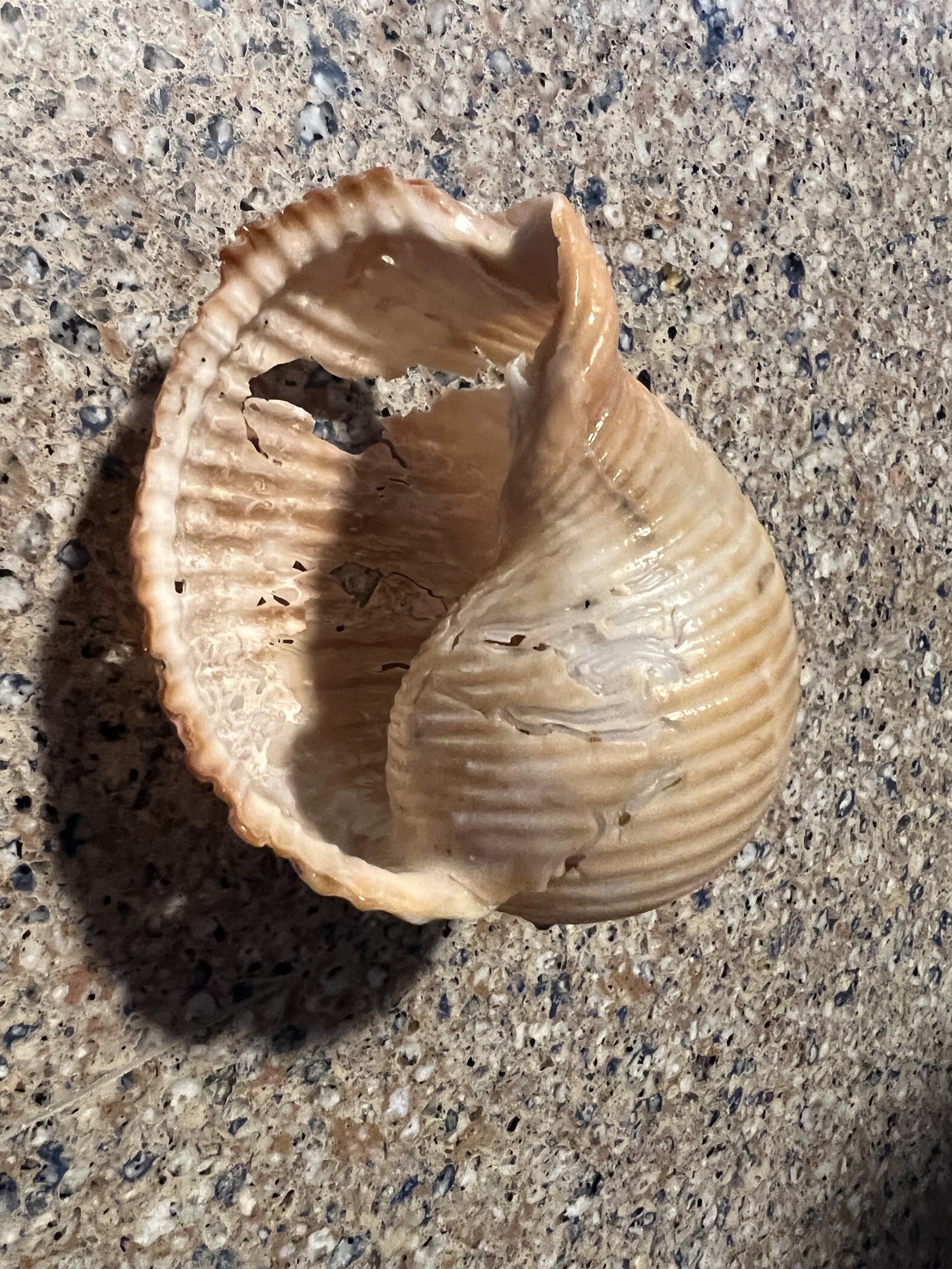 Tonna galea (Linnaeus, 1758)