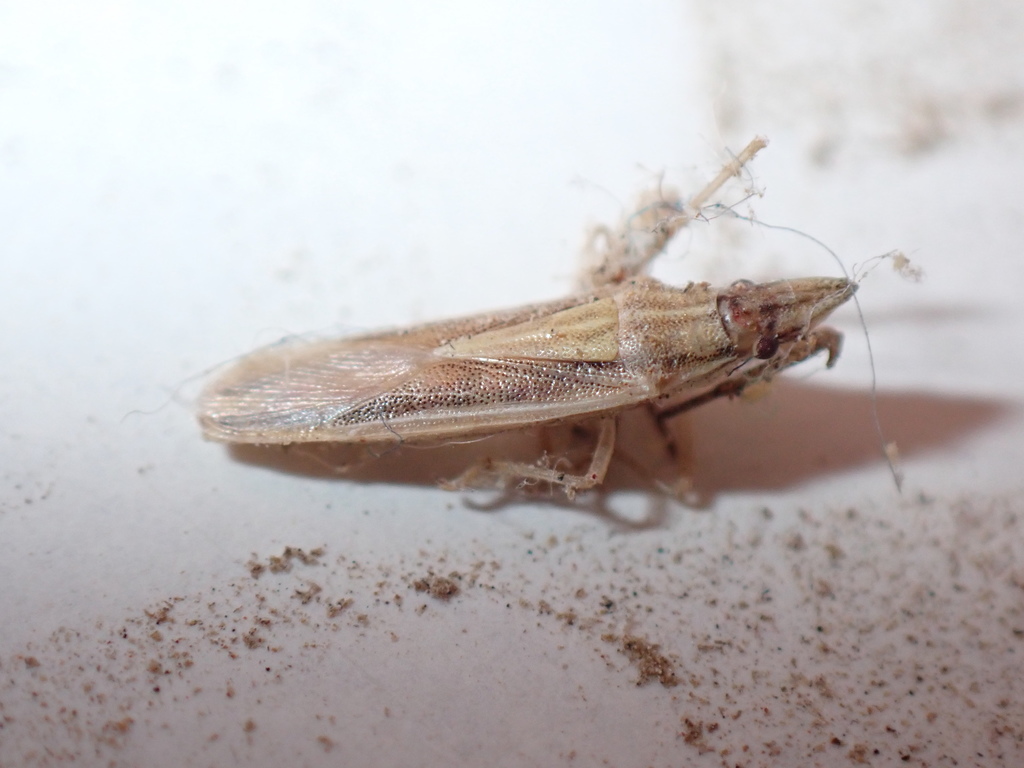 Mecidea longula from Kralendijk, Caribbean Netherlands on February 9 ...