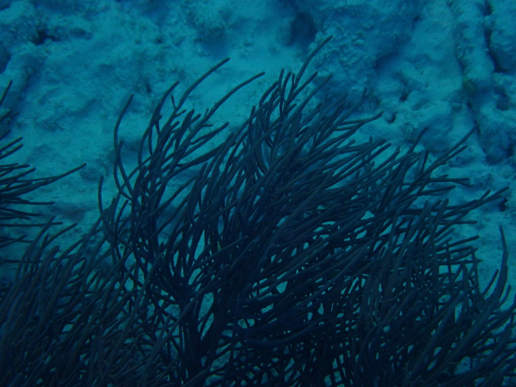 Muriceopsis flavida (North Carolina Aquarium at Fort Fisher) · iNaturalist
