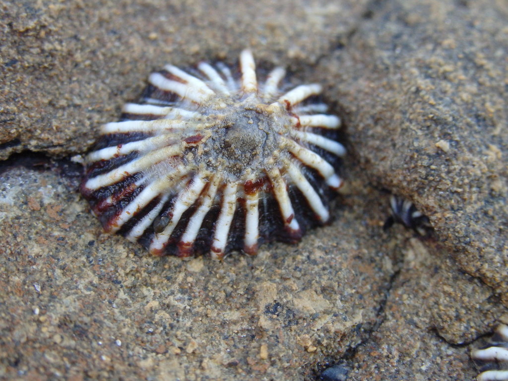 Siphonaria diemenensis from Cape Paterson VIC 3995, Australia on ...