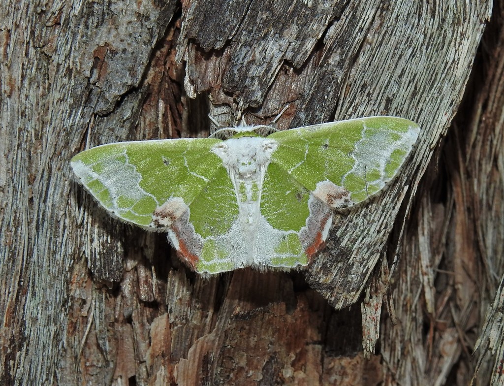 Protuliocnemis partita from Talegalla Weir QLD 4650, Australia on ...