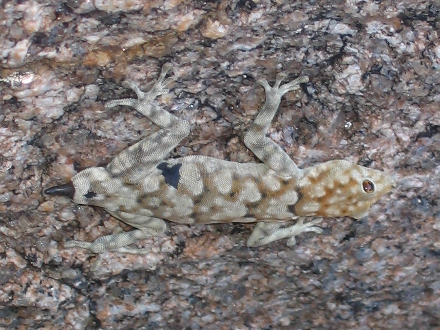Bradfield's Namib Day Gecko from Erongo, Namibia on February 10, 2007 ...