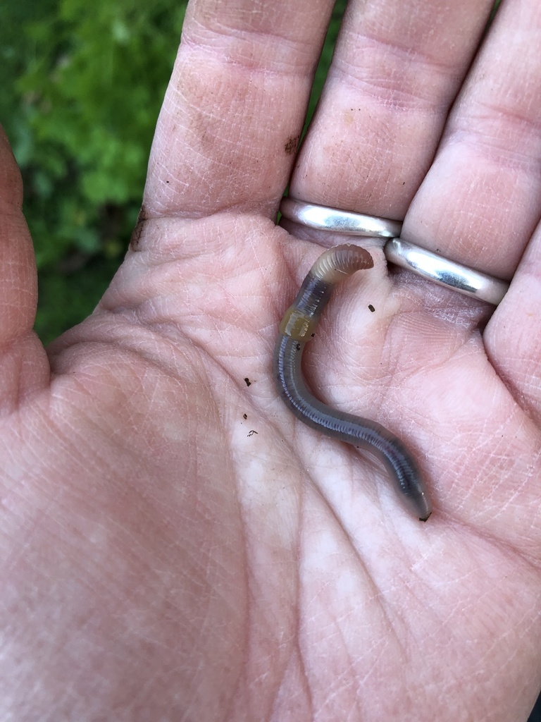 Common Earthworm from Cochrane Way, Petaluma, CA, US on February 09 ...