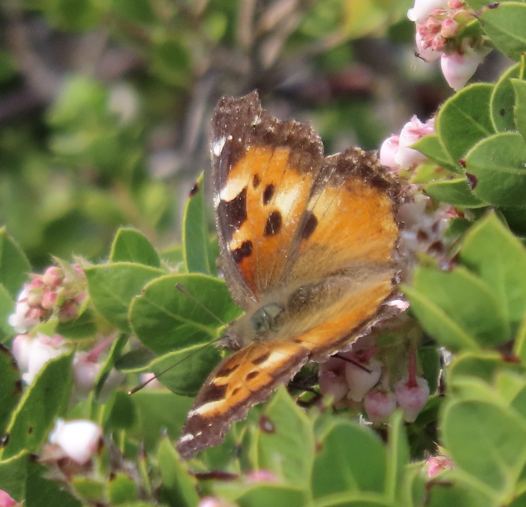 California Tortoiseshell from San Mateo County, CA, USA on February 09 ...