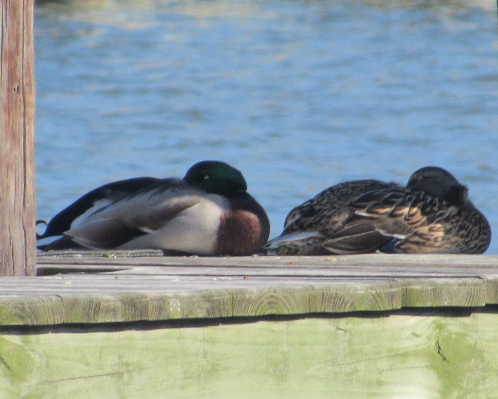 Mallard from Caroline County, MD, USA on February 9, 2022 at 12:11 PM ...
