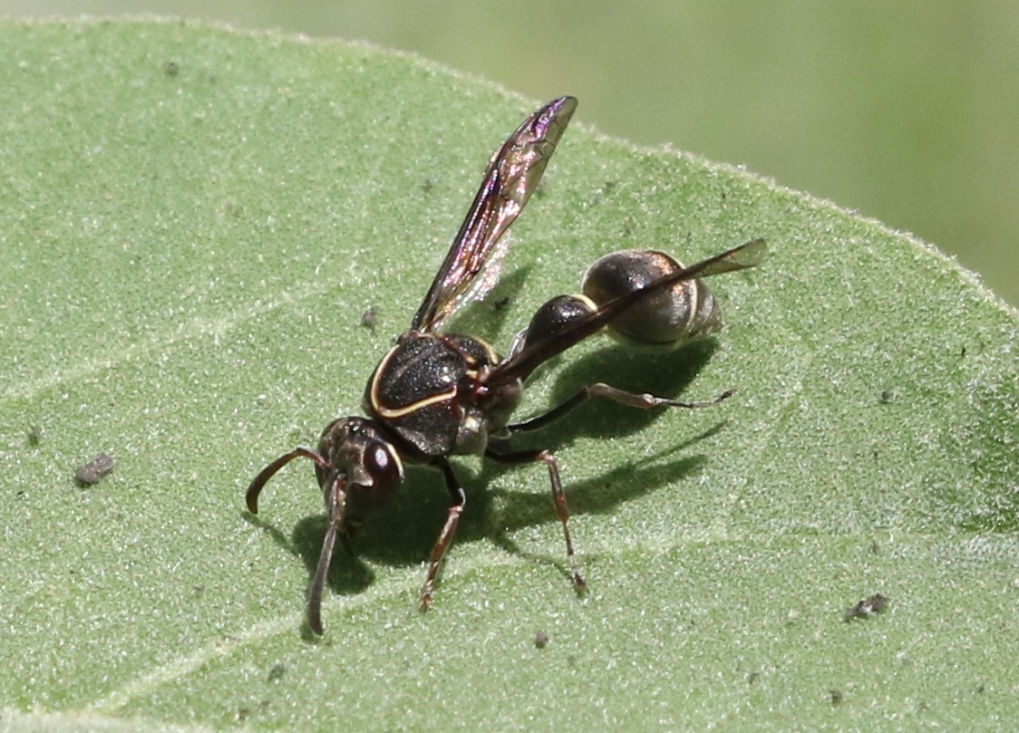 Minixi Giordani Soika, 1978