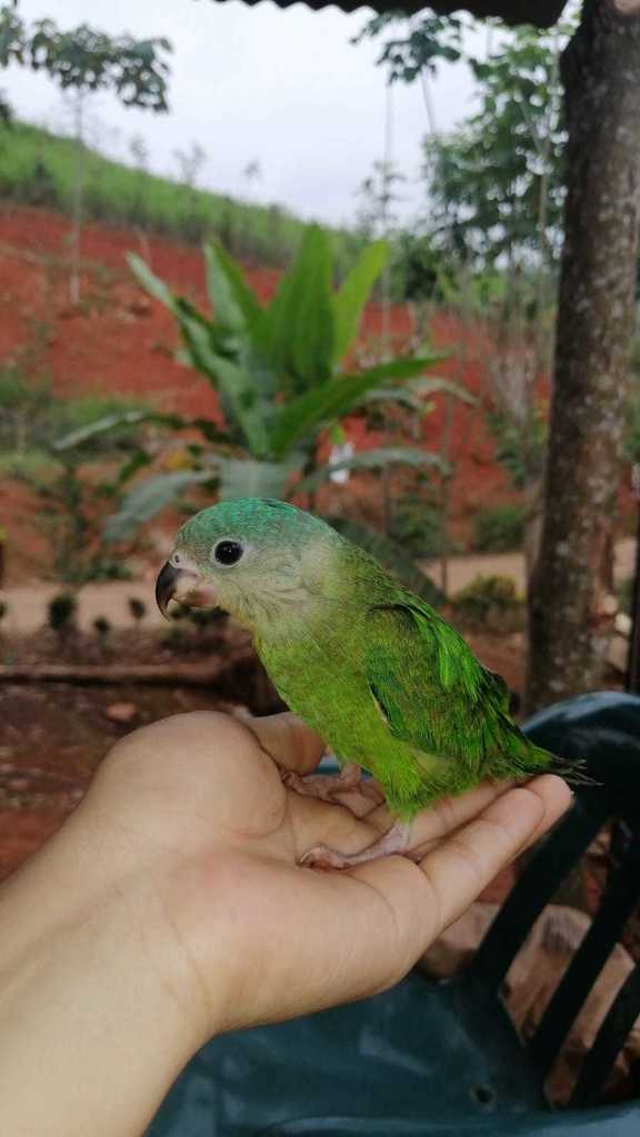 Gray-cheeked Parakeet in February 2022 by ariel17aguilar · iNaturalist
