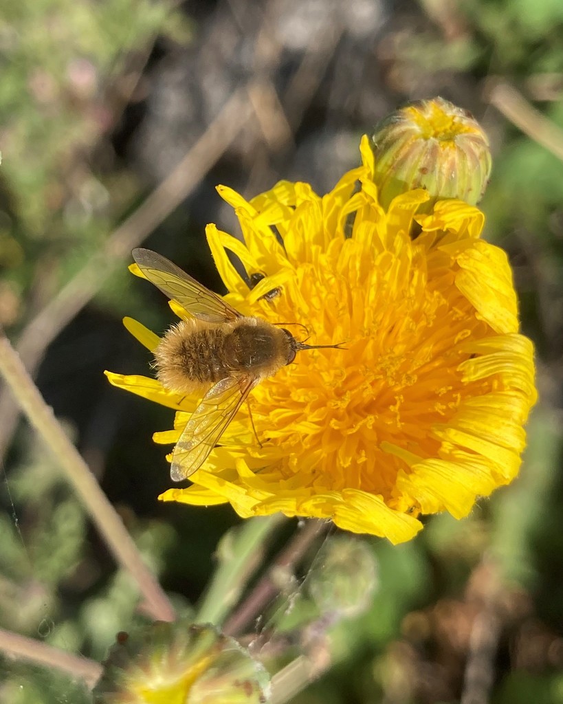 Woolly Bee Flies from Calgary, AB, Canada on July 21, 2021 at 05:44 PM ...