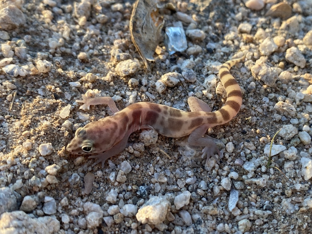 Western Banded Gecko from Goodyear, AZ, US on February 8, 2022 at 05:43 ...