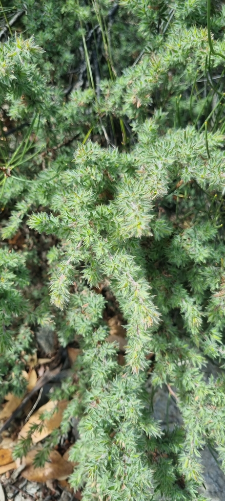 Pultenaea from Cleland SA 5152, Australia on February 10, 2022 at 11:11 ...