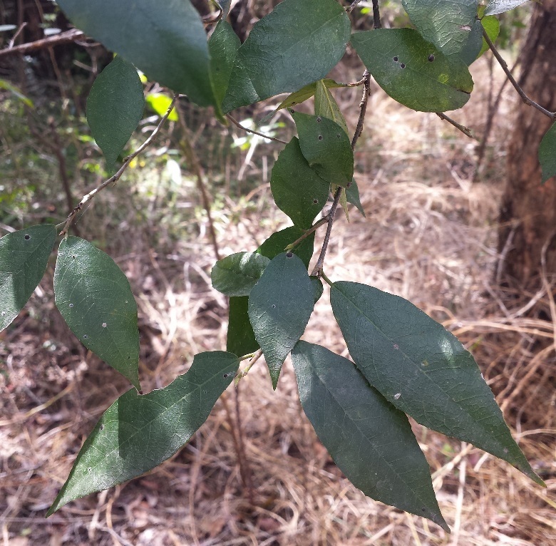 whalebone tree in July 2018 by jhall_ecp · iNaturalist