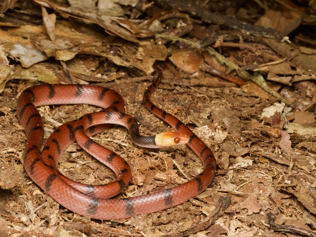 Tropical Flat Snake from Maynas, Loreto, Peru on January 29, 2022 at 09 ...