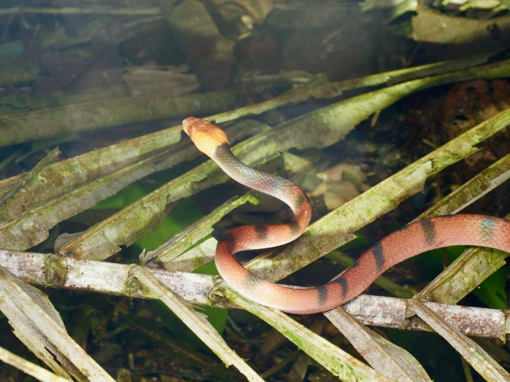 Tropical Flat Snake from Maynas, Loreto, Peru on January 24, 2022 at 06 ...