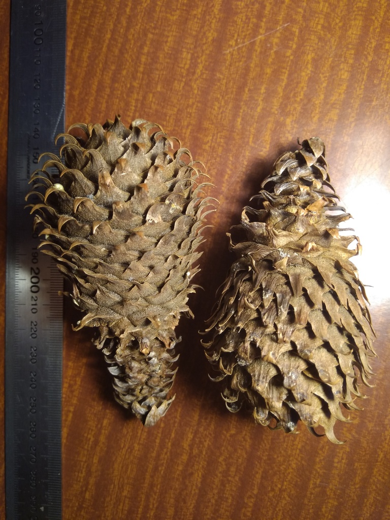 Norfolk Island Pine (Araucaria heterophylla) - Botanical Realm
