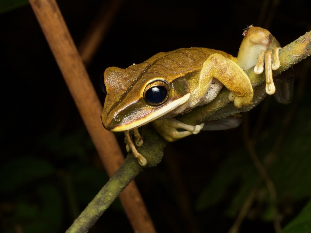 Basin Tree Frog from Maynas, Loreto, Peru on January 30, 2022 at 09:21 ...