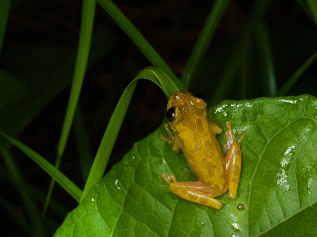 Variable Clown Tree Frog from Maynas, Loreto, Peru on January 27, 2022 ...