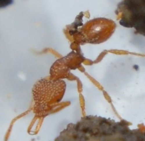 Louisiana Pygmy Snapping Ant (Strumigenys louisianae)