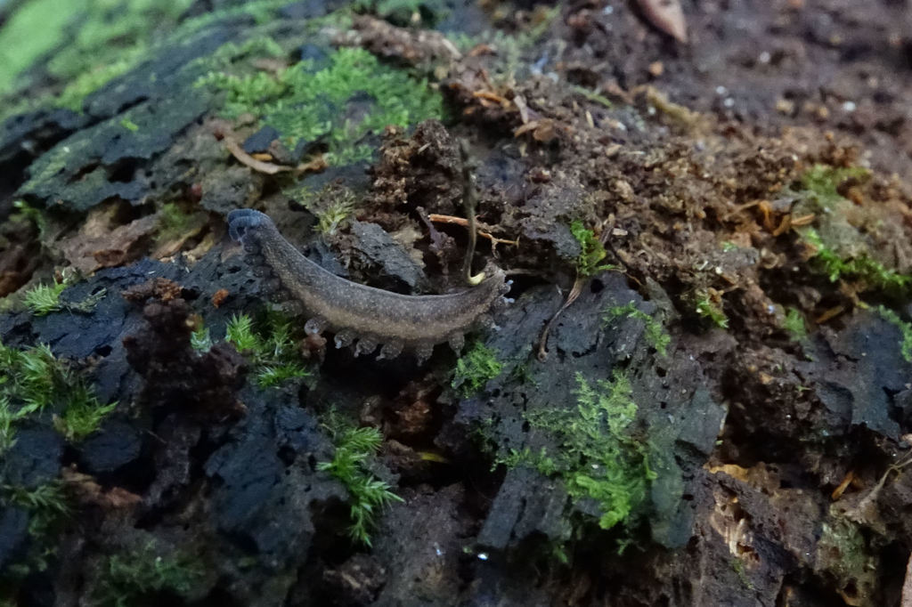 Southern velvet worms from North Dunedin, Dunedin, New Zealand on May ...