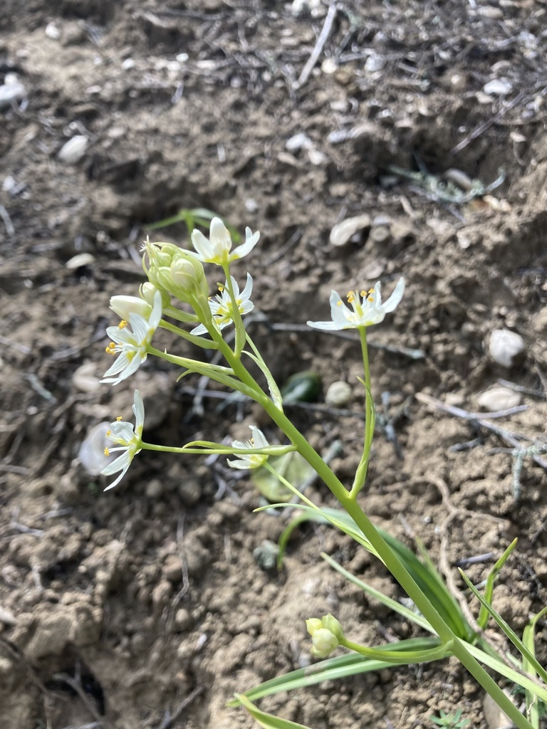 Common star lily from San Ramon, CA, US on February 09, 2022 at 01:52 ...
