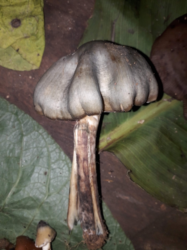 Psilocybe caerulescens in August 2018 by Joey Santore · iNaturalist