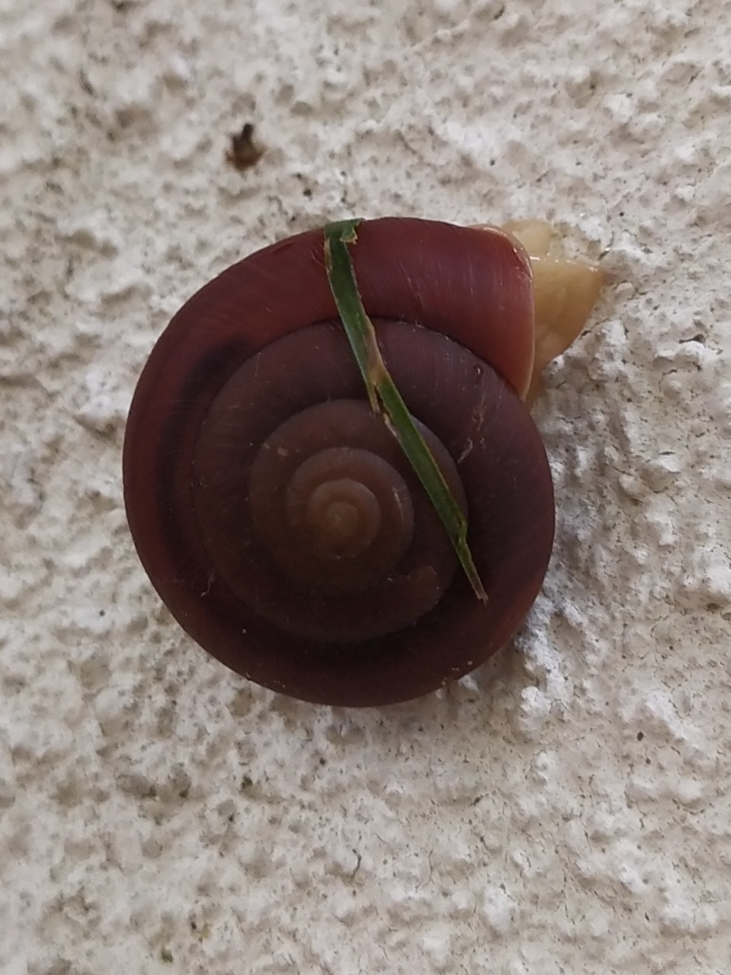 Quantula striata (J.E.Gray, 1834)