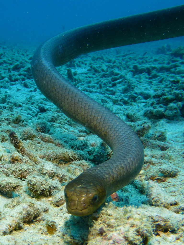 Olive Sea Snake (Aipysurus laevis) - Snakes and Lizards