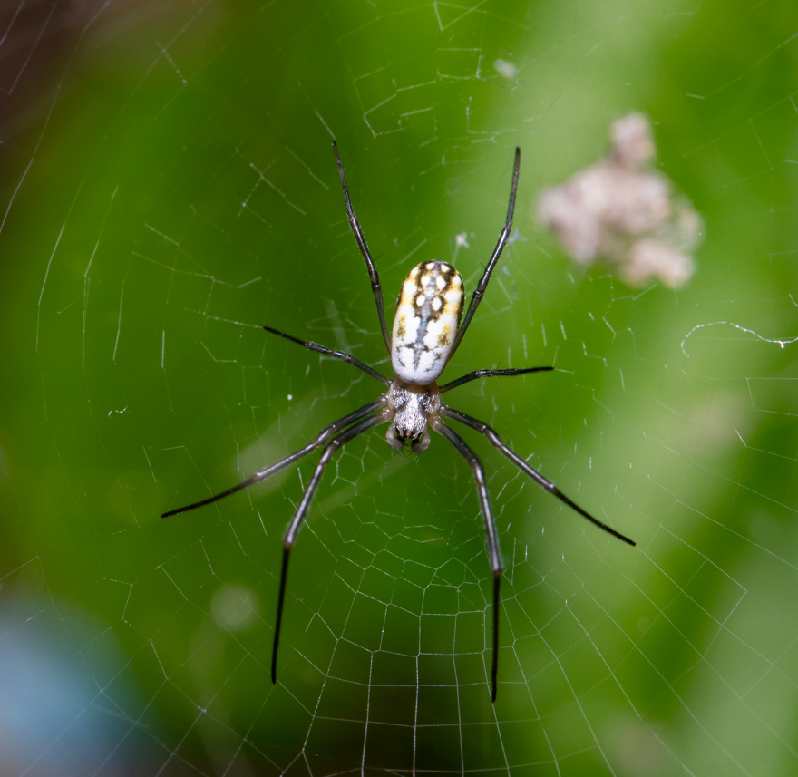 Tiger Spider in February 2022 by Jeremy Lockett · iNaturalist