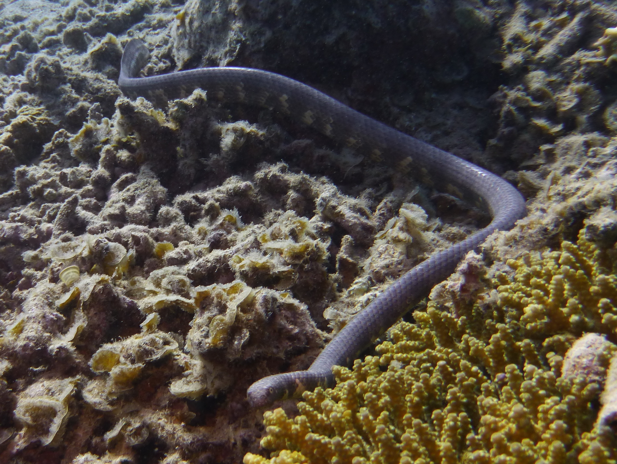 Aipysurus duboisii Bavay, 1869