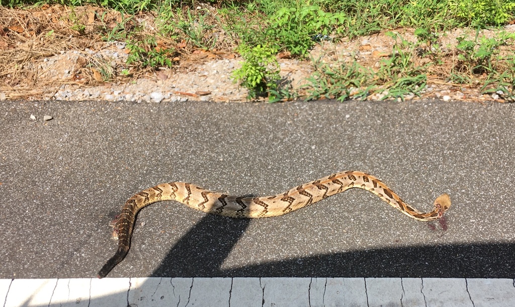 Timber Rattlesnake from Talladega National Forest, Selma, AL, US on ...
