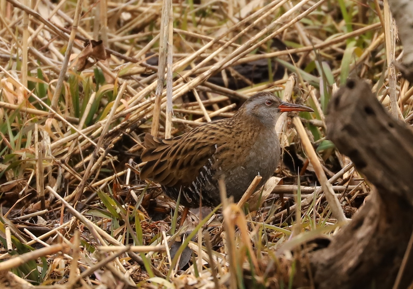 Rallus indicus Blyth, 1849