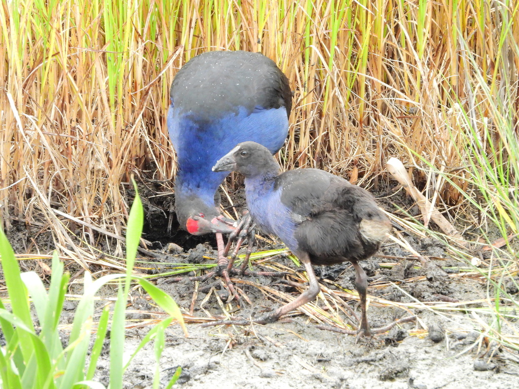 Australasian Swamphen from North Jacana Wetlands Melbourne VIC ...
