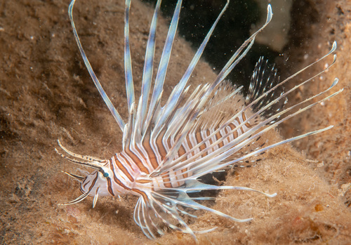 Common Lionfish (Fishes of Chowder Bay, Sydney, Australia) · iNaturalist