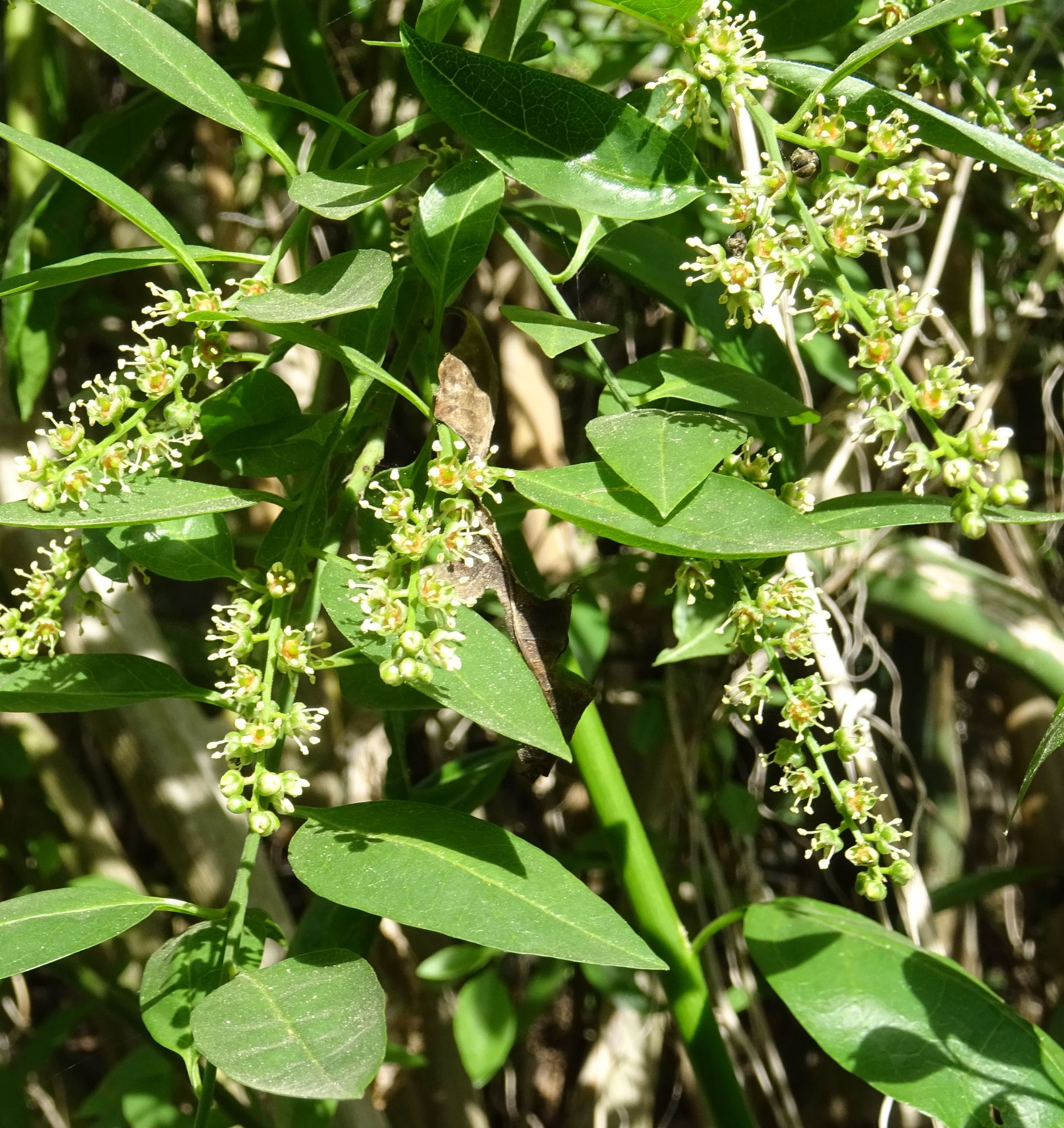 Bosea yervamora L.