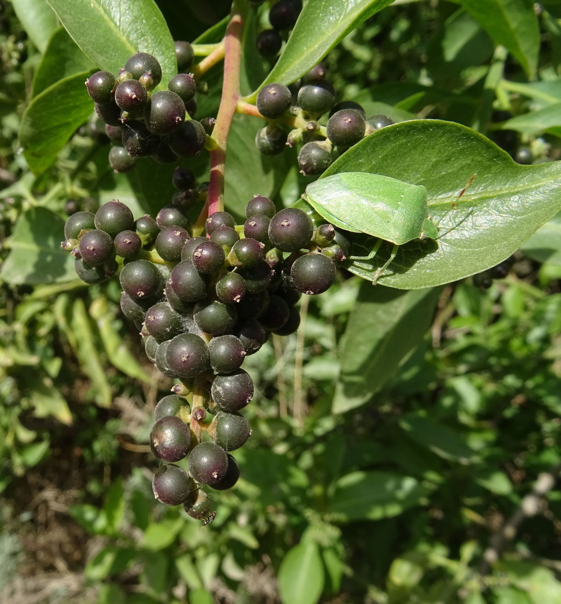 Bosea yermavora L.