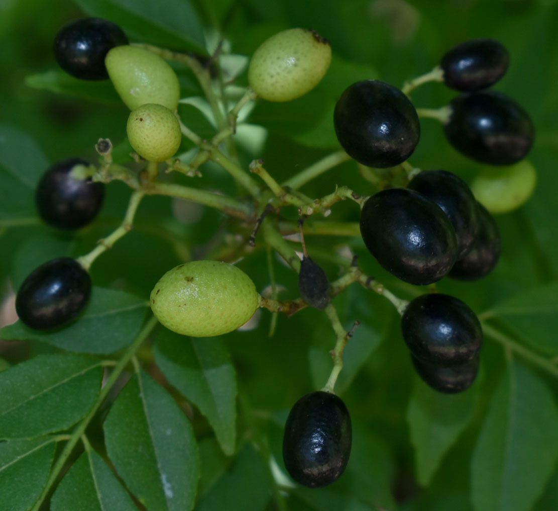 Murraya koenigii (L.) Spreng.