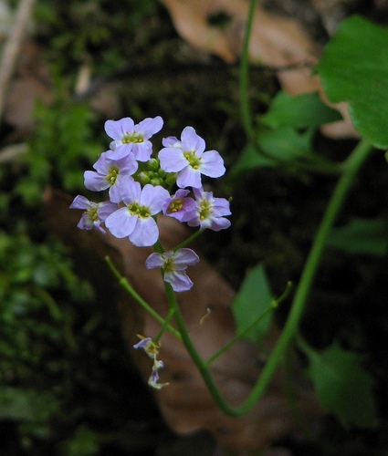 Subspecies Arabidopsis halleri ovirensis · iNaturalist