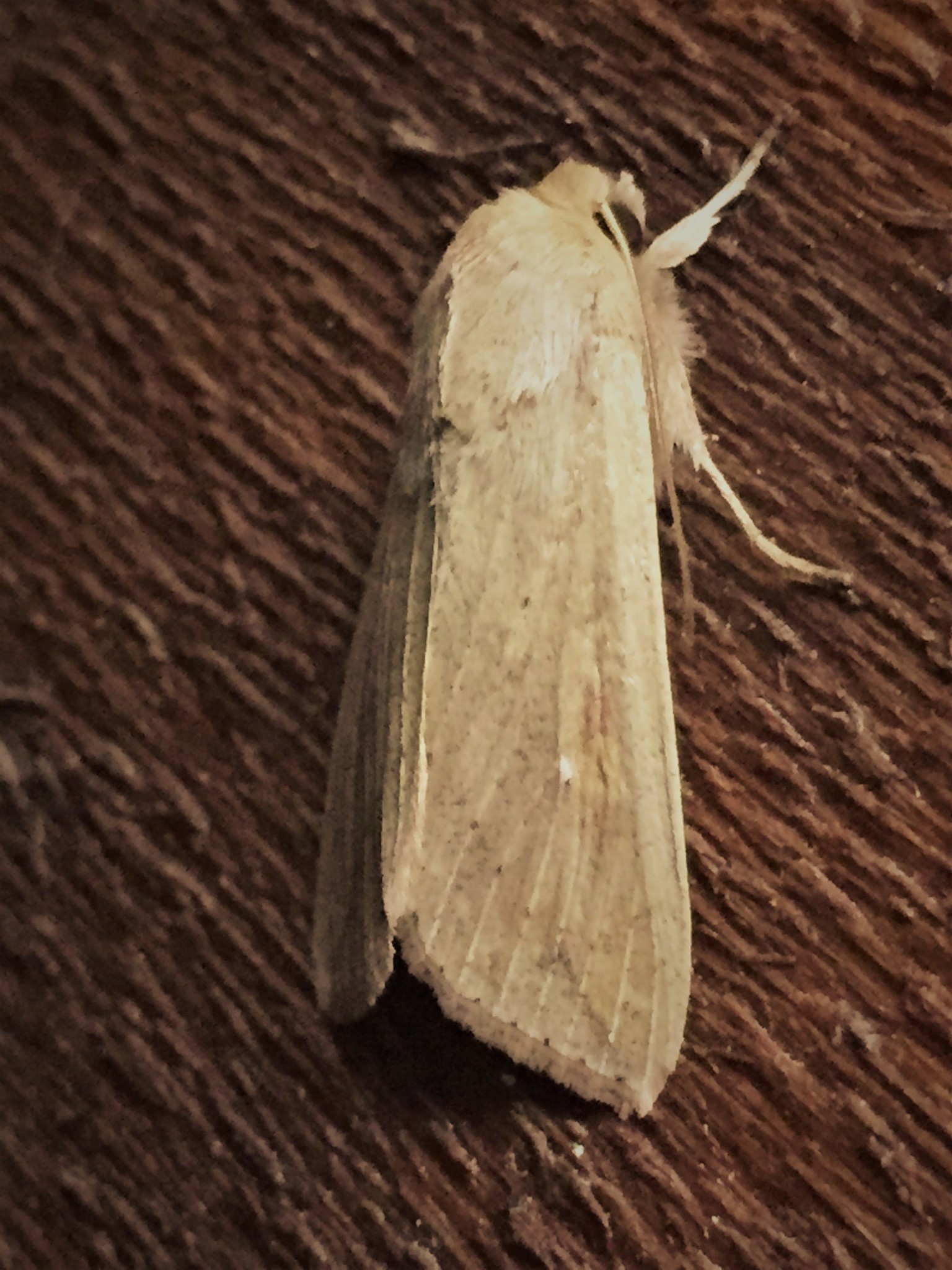 Mythimna separata (Walker, 1865)