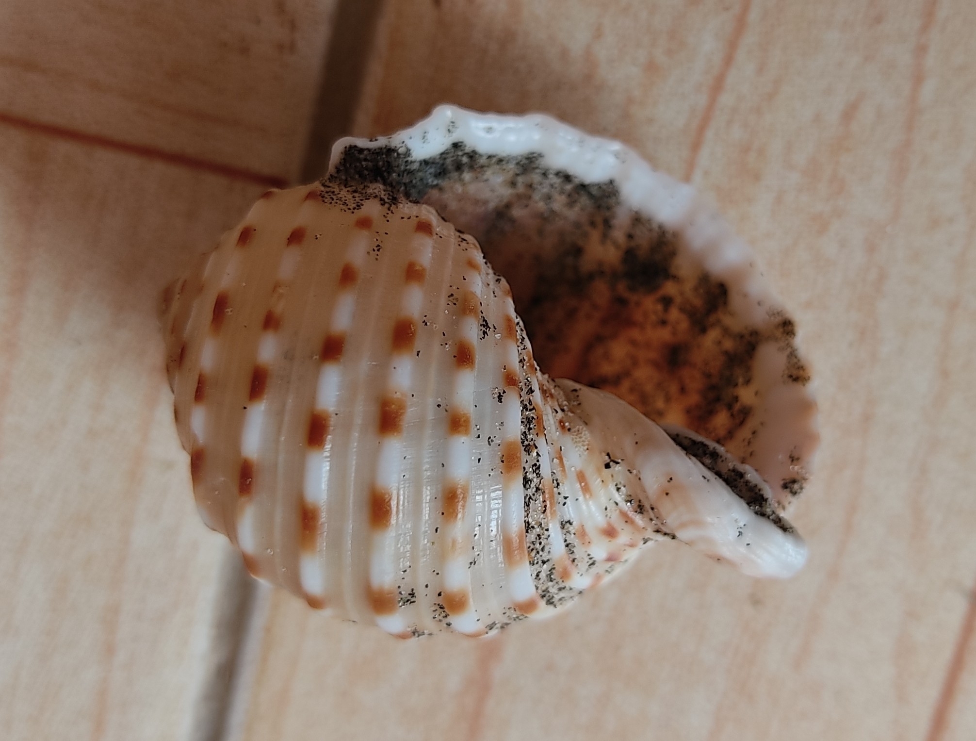 Tonna dolium (Linnaeus, 1758)