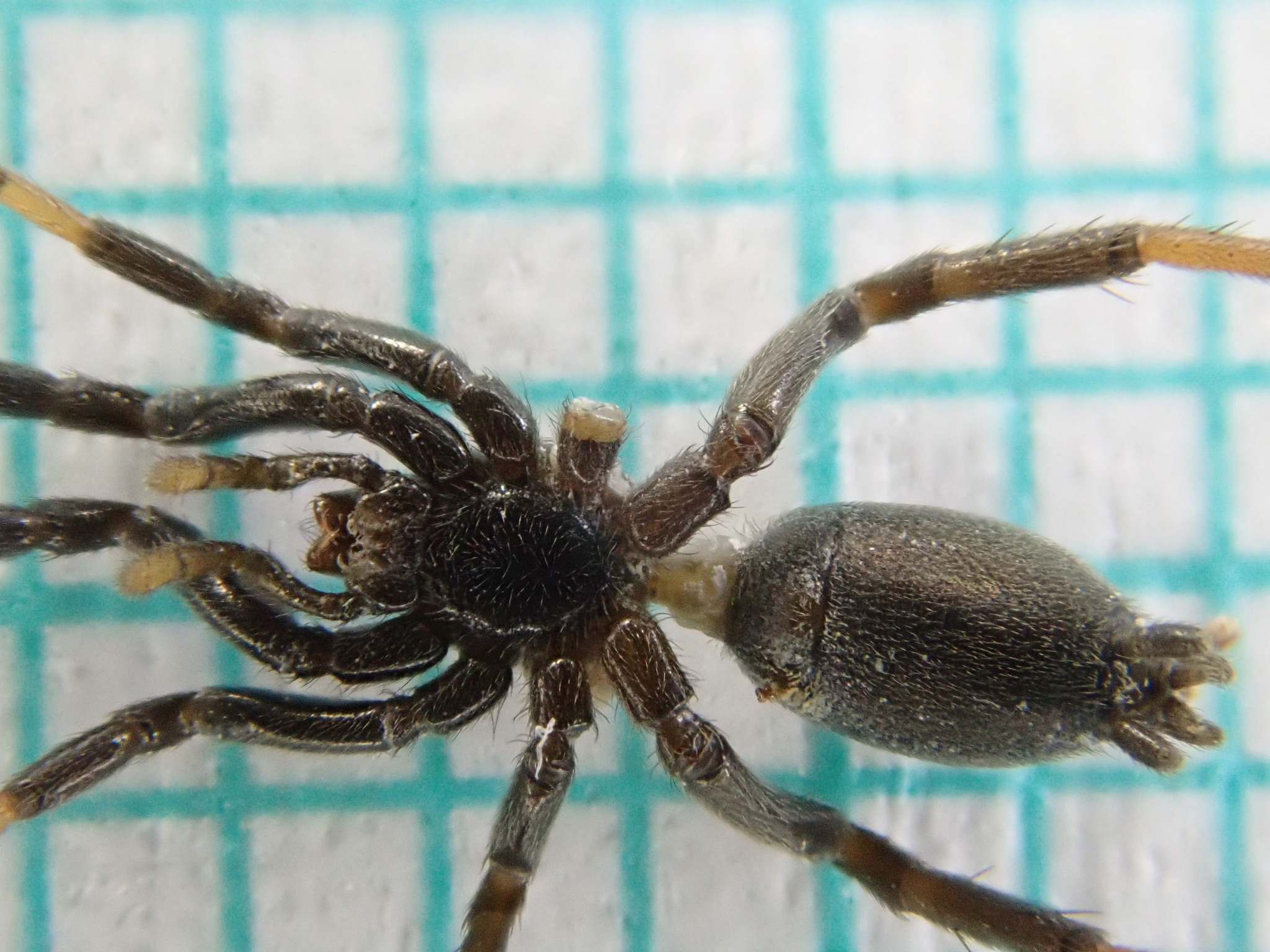 Drassyllus pusillus (C.L.Koch, 1833)