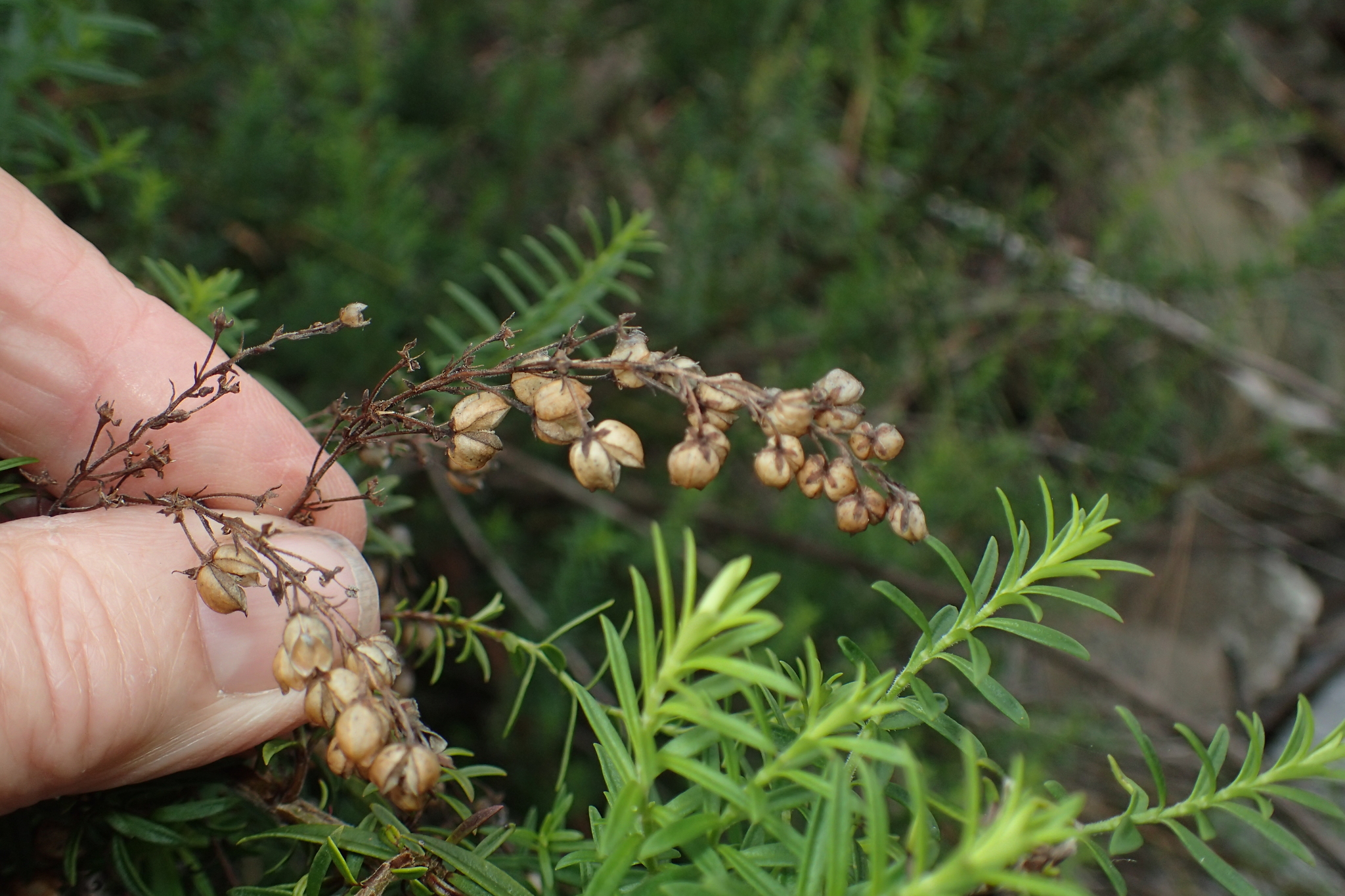 Veronica formosa R.Br.