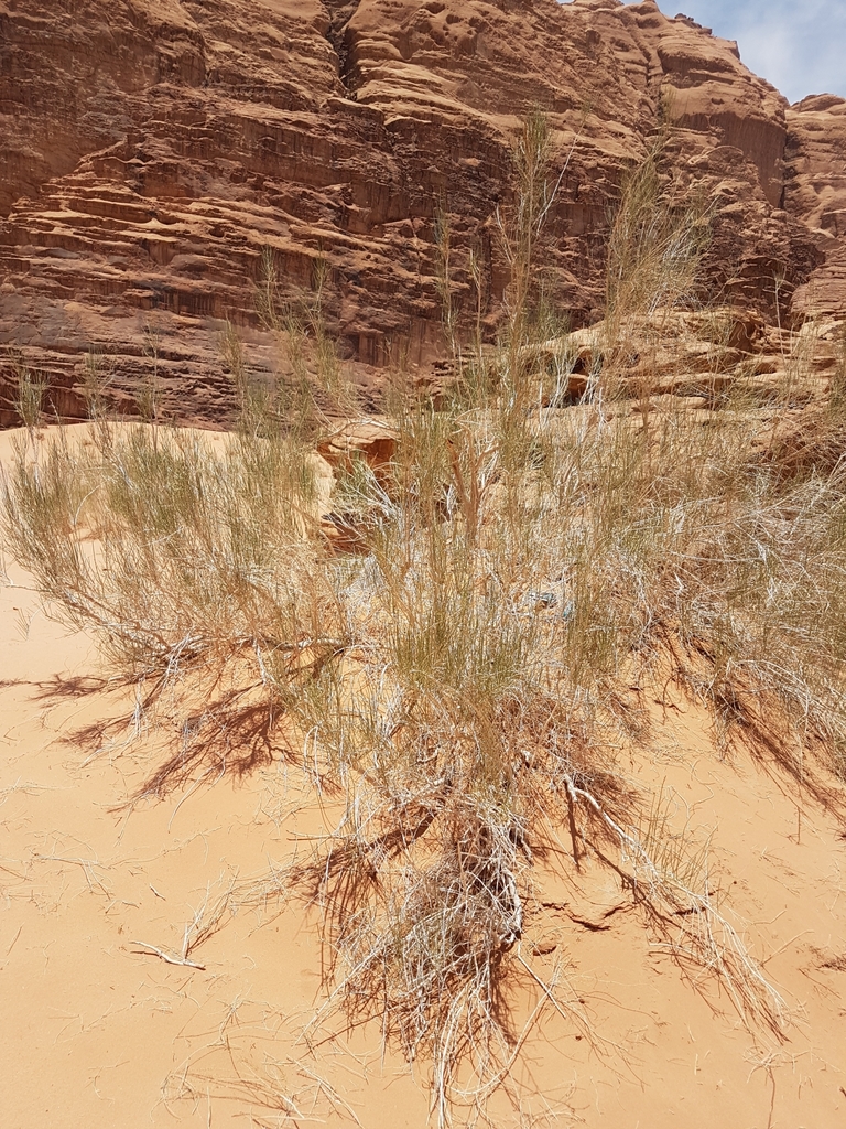 Haloxylon persicum (Flora of the Arabian Peninsula ) · BioDiversity4All