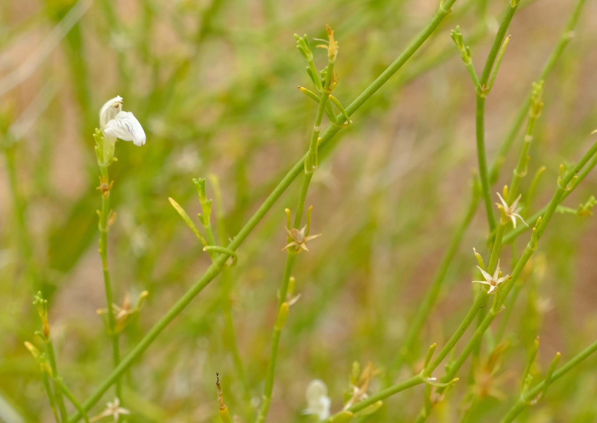 Monechma spartioides (T.Anderson) C.B.Clarke