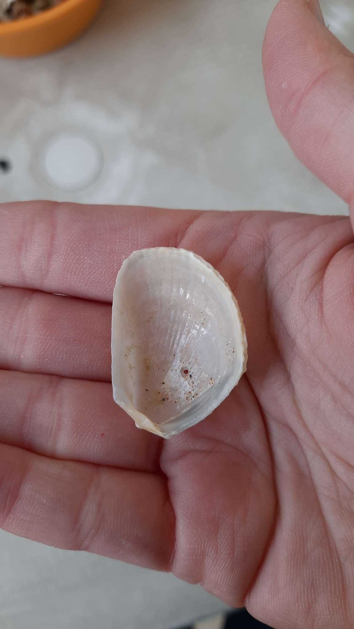 Limaria tuberculata (Olivi, 1792)