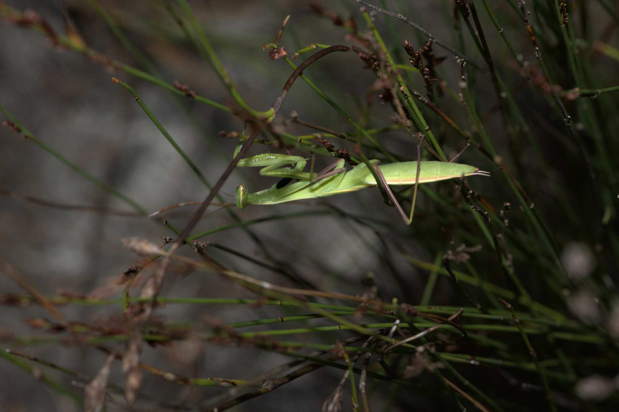 Paramantis sacra Thunberg, 1815