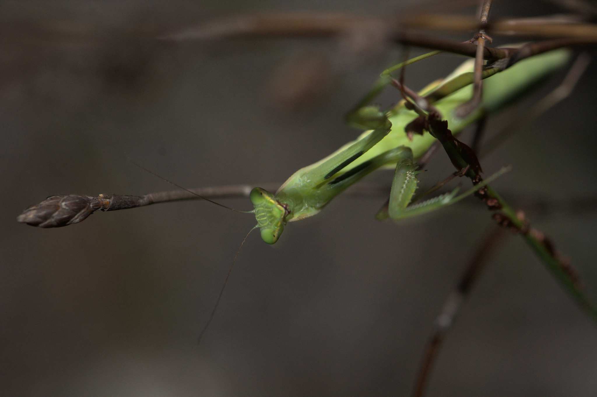 Paramantis sacra Thunberg, 1815