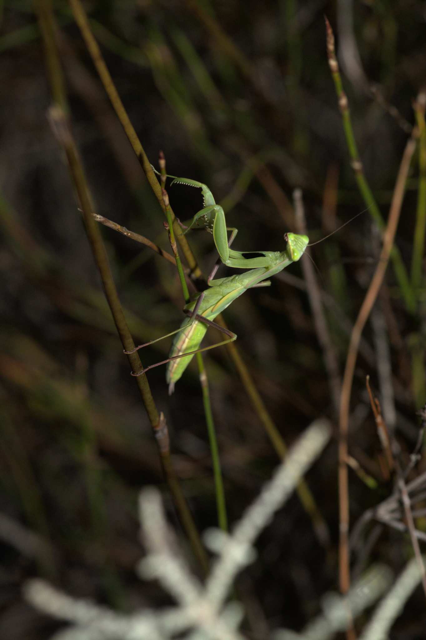 Paramantis sacra Thunberg, 1815